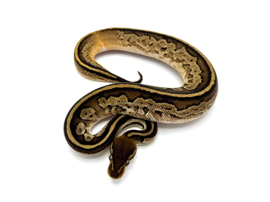 Super Bongo 100% Het Pied Ball Python by Royal Constrictor Designs
