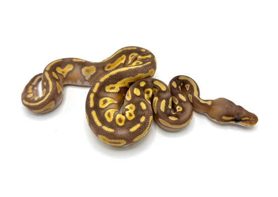 Banana Blackhead Yellowbelly Mojave Ball Python by Royal Constrictor ...