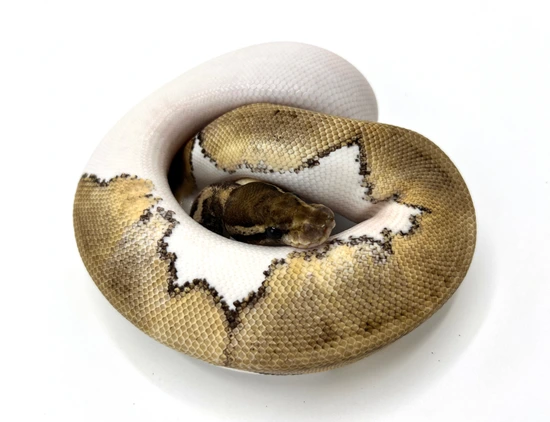 Yellowbelly Mojave Pied Ball Python by Royal Constrictor Designs