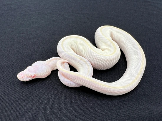 Cherry Bomb Ball Python by Royal Constrictor Designs