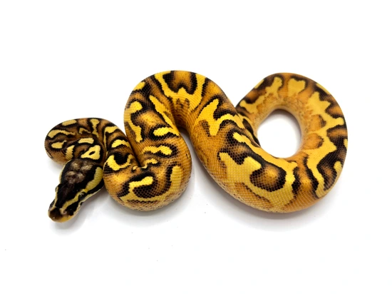 Pastel Enchi Super Asphalt Ball Python by Royal Constrictor Designs