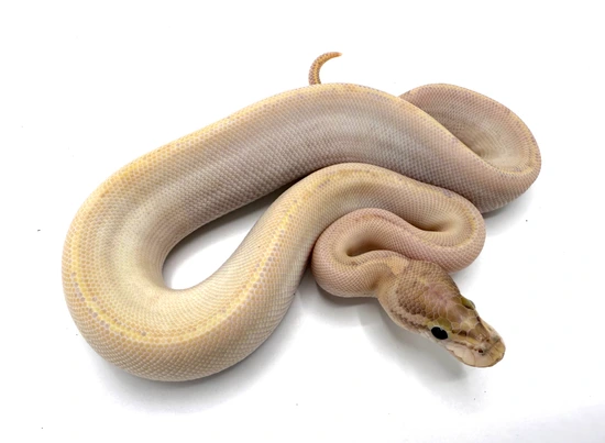 Ivory Ball Python by Royal Constrictor Designs