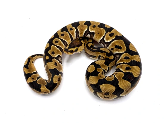 Crypton Ball Python by Royal Constrictor Designs