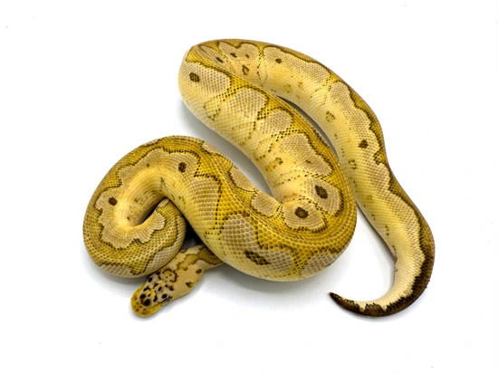 Pastel Special Clown Breeder Ball Python by Royal Constrictor Designs