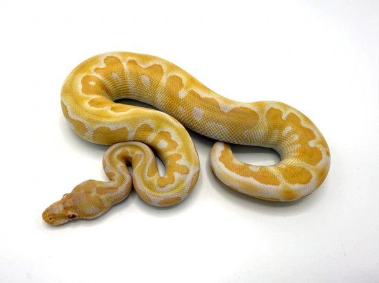 Black Pastel Albino Clown Ball Python by Royal Constrictor Designs