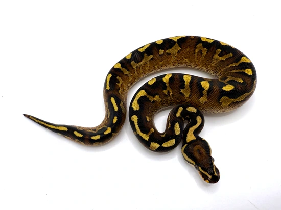 Super Asphalt Ball Python by Royal Constrictor Designs