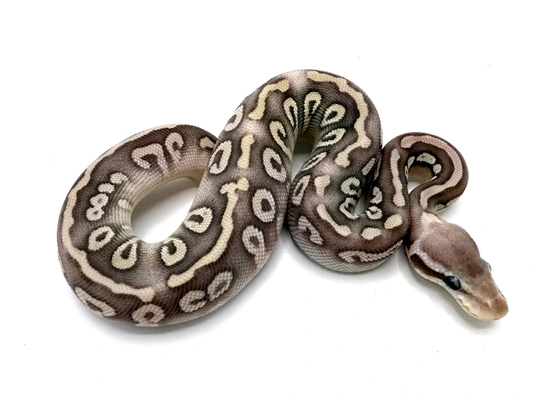 Pastel Super Mystic Ball Python by Royal Constrictor Designs