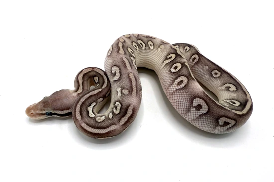 Pastel Super Mystic Ball Python by Royal Constrictor Designs