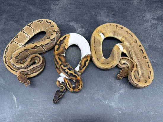 Pinstripe Desert Ghost Pied Project Ball Python by Royal Constrictor ...