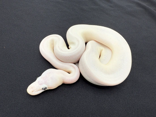 Blue Eyed Leucistic Ball Python by Royal Constrictor Designs