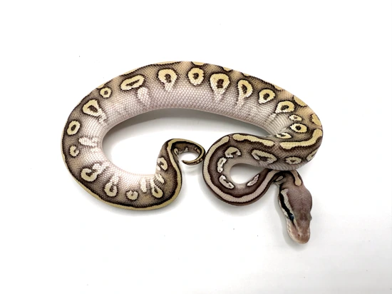 Pastel Super Mystic Ball Python by Royal Constrictor Designs