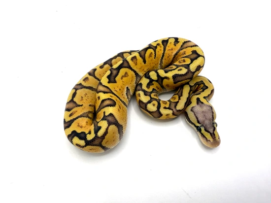 GHI Enchi Firefly Hypo Ball Python by Royal Constrictor Designs