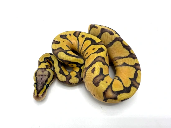 Enchi Firefly Hypo Ball Python by Royal Constrictor Designs