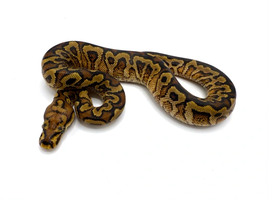 Hurricane Spotnose Yellowbelly Clown Ball Python by Royal Constrictor ...