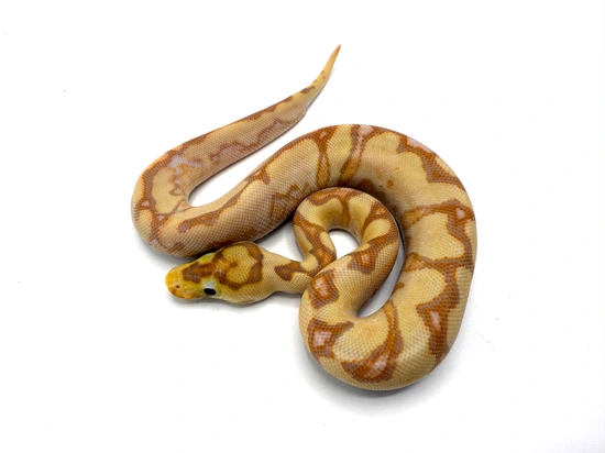 Banana Spotnose Enchi Fire Calico Clown Ball Python by Royal ...