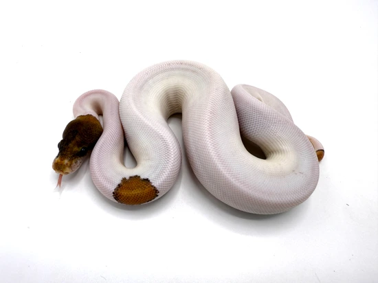 Black Pastel Mojave Pied Ball Python by Royal Constrictor Designs