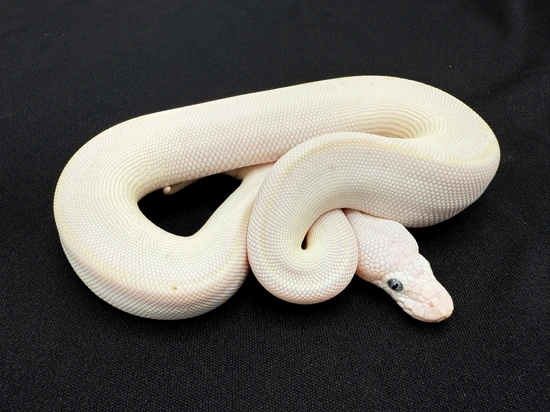 Blue Eyed Leucistic Ball Python by Royal Constrictor Designs