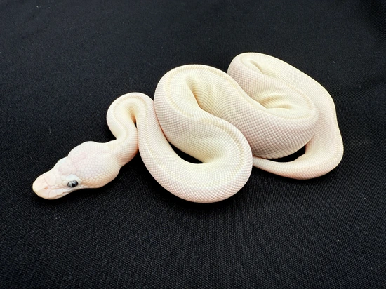 Blue Eyed Leucistic Ball Python by Royal Constrictor Designs