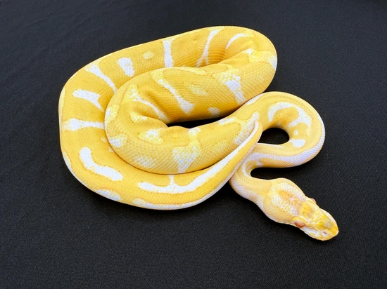 Leopard Yellowbelly Albino Ball Python by Royal Constrictor Designs