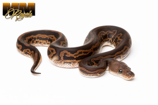 Super Wookie Leopard Clown Ball Python by Desolation Angels by The ...