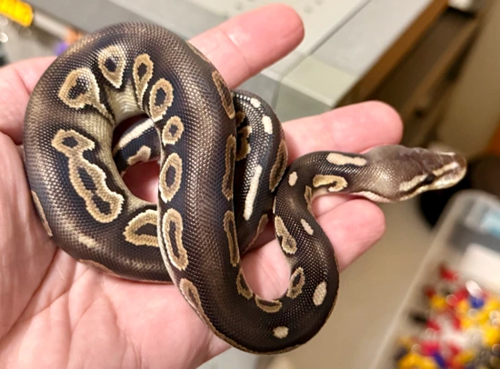 Chocolate Cinnamon Hurricane 66% Het Clown Ball Python by Desolation ...