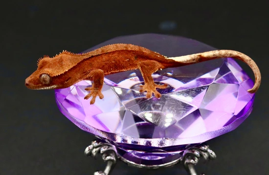2025 Male Red Bi-Color Phantom Dalmatian Crested Gecko by Destiny Reptiles