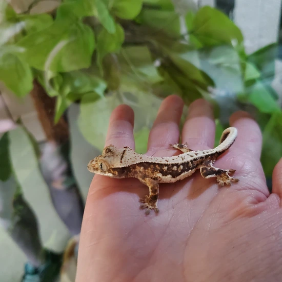 Lilly White Crested Gecko by Backroom Exotics by Destiny