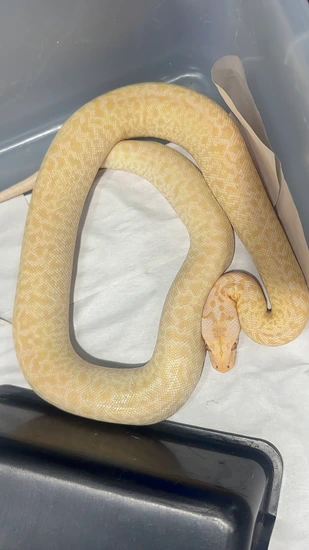 Pearl Granite 66% Het Green Burmese Python by Devils Den Reptiles