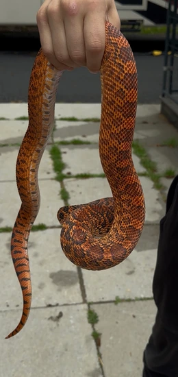 Crumbly Red Bull Snake Bullsnake by Devils Den Reptiles