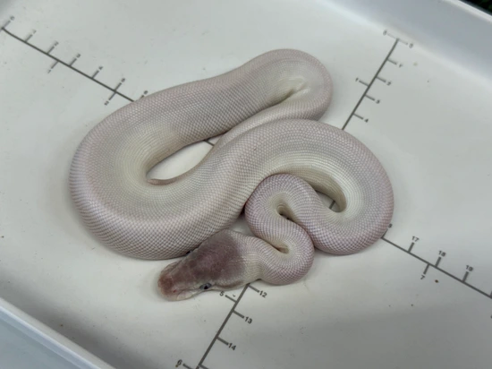 Blue Eyed Lucy Butter Mojave Ball Python by Devils Den Reptiles