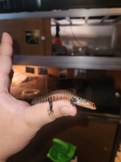 CBB High Red Fire Skink by Dezie's Skinks