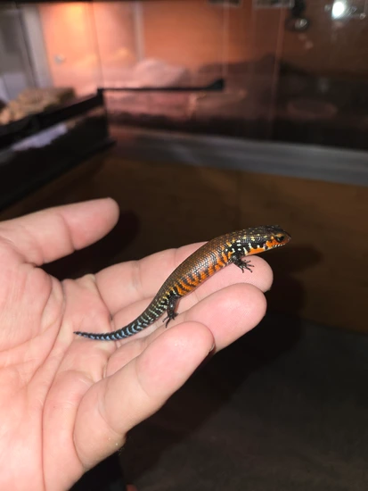 Extreme Red African Fire Skink More Skink by Dezie's Skinks