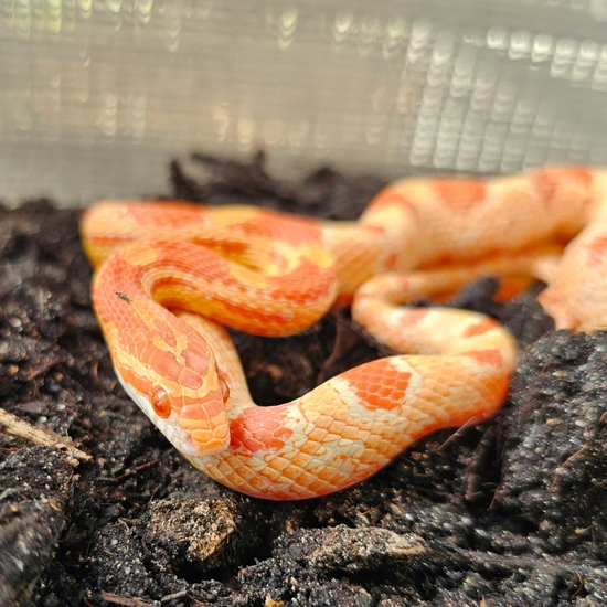 2024 Reverse Okeetee, Het Sunkissed, 50% Het Lava Corn Snake by DGB Exotics