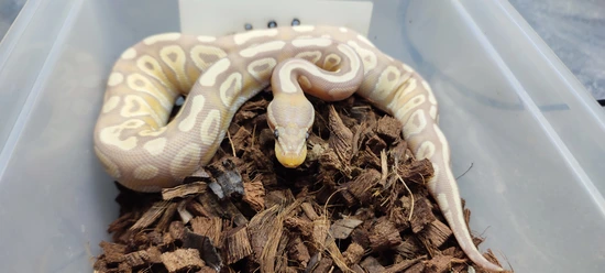 Banana Mojave 50% Poss. Het. Clown Ball Python by Dennis Ball Pythons