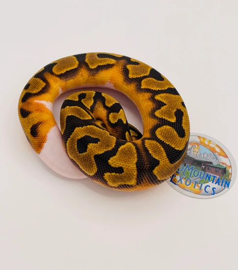 Enchi Pied Het Lavender Ball Python by Piedmountain Exotics