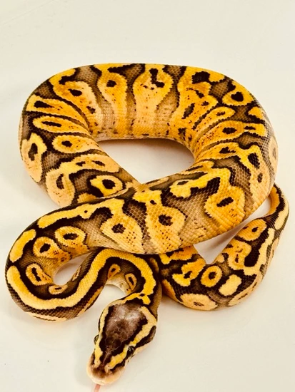 Stranger, GHI, Yellow Belly, Red Stripe, Super Pastel (Poss Mahogany Or ...
