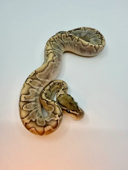 GHI Bamboo Het Ultramel Ball Python by Big Mikes Balls