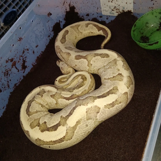 Emerald Ball Python by Diamond G Serpents