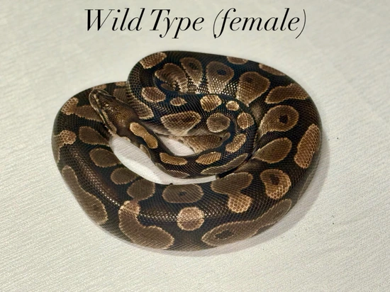 Normal Ball Python by Dimorphic Designs