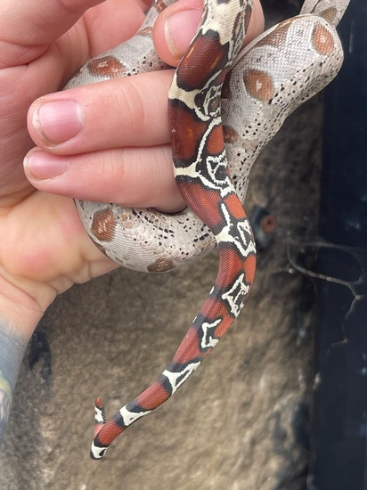 Cb23 Male Suriname Bcc True Red-Tailed Boa Constrictor by Dingles.dinos