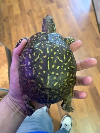 Box Turtle by Dinky Reptiles and Aquatics