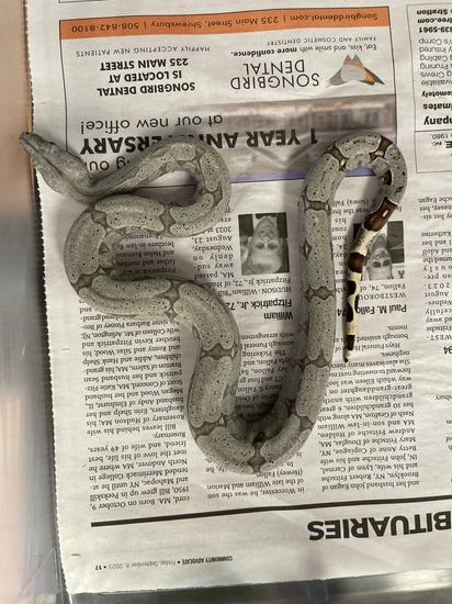 Male Bolivian Silver Back Boa Boa Constrictor by Dinky Reptiles and ...