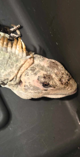 Male Utila Spiny Tail Iguana Other Iguana by Dinky Reptiles and Aquatics