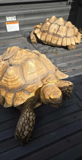 Adult Female Sulcata Tortoises by Dinky Reptiles and Aquatics