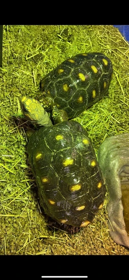 Red Foot Tortoises Red-Footed Tortoise by Dinky Reptiles and Aquatics