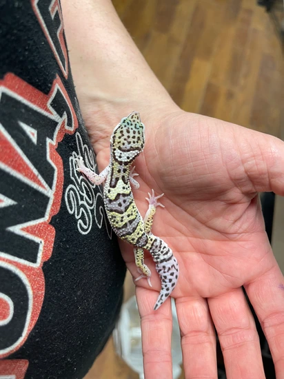 Leopard Geckos by Dinky Reptiles and Aquatics