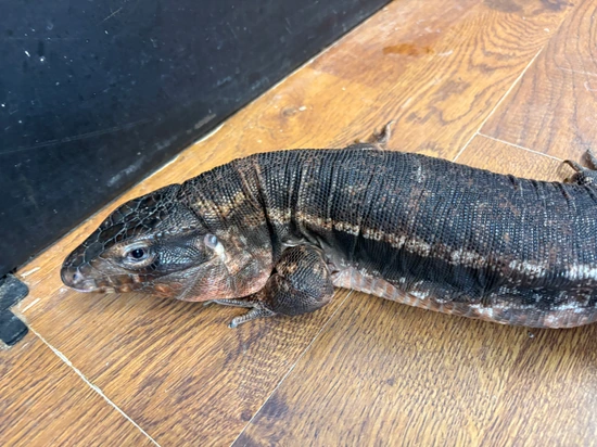 Red Het Anery Argentine Tegus by Dinky Reptiles and Aquatics
