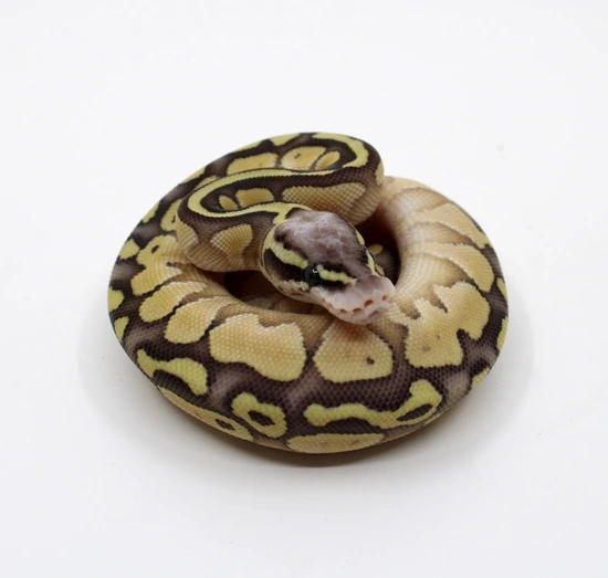 Pastel Butter Het DG Ball Python by Clutch Genetics