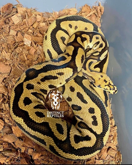 Yellowbelly Batman (Proven Breeder) Ball Python by Distinct Reptiles