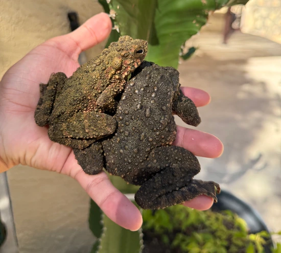 Asian Giant River Toads by Reptile Planet